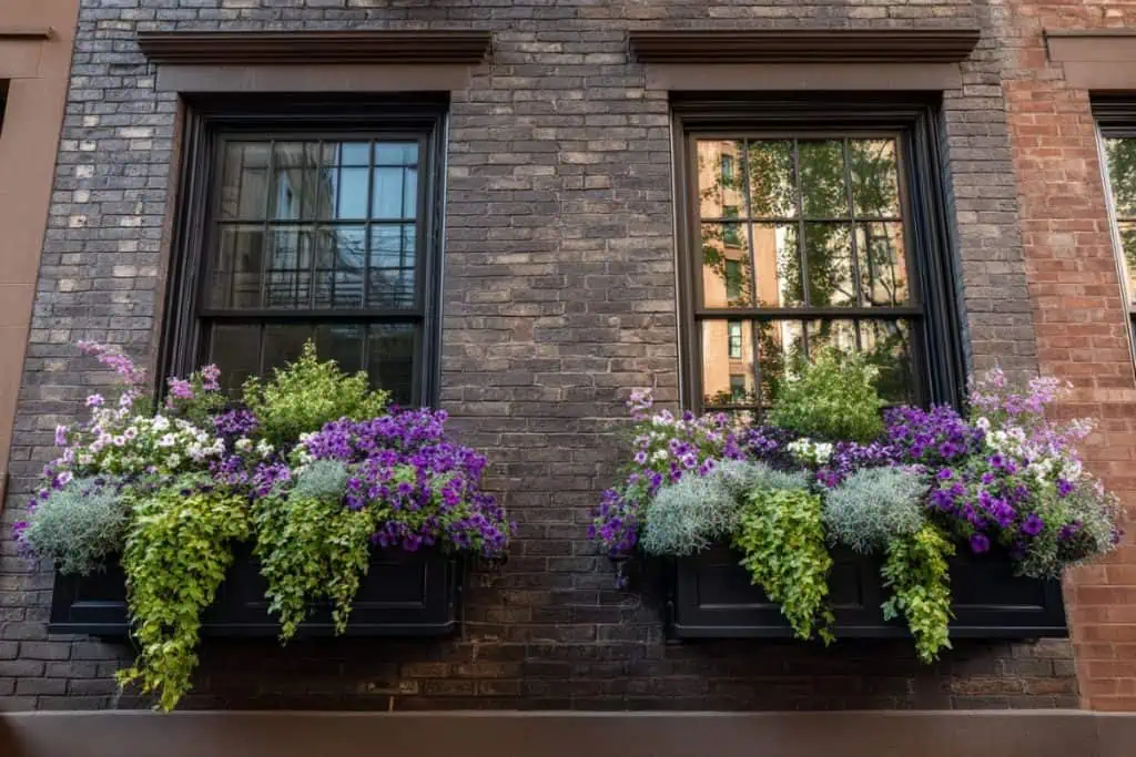 20 Stunning Window Box Flowers That Will Instantly Brighten Your Home ...
