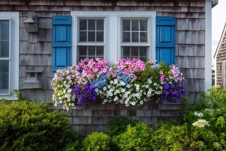 20 Stunning Window Box Flowers That Will Instantly Brighten Your Home ...